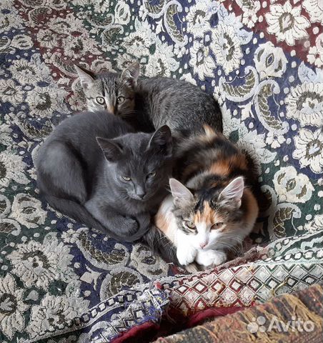 Котятки