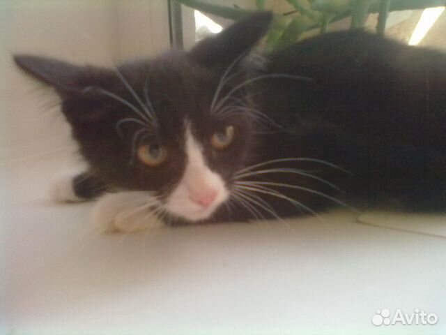 Котёнок в добрые руки