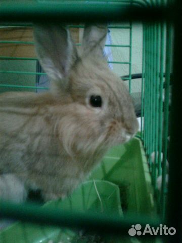 Кролик с клетккой