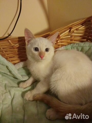 Котенок