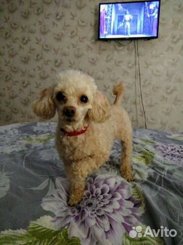 Щенки той-пудель