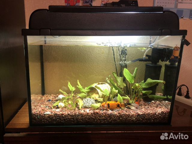 Аквариум