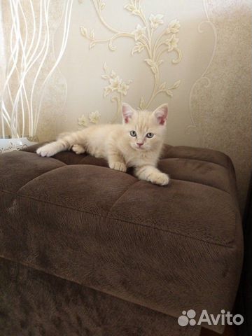 Шотландские скотишфолд и скотиш страйт котята