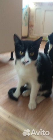 Котик