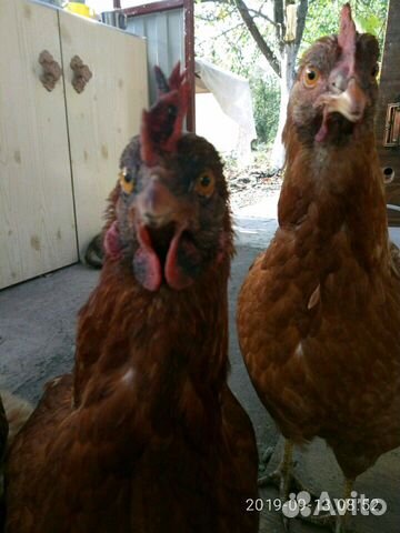 Курочки несушки 3шт