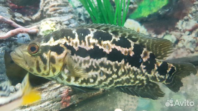 Манагуанская цихлазома