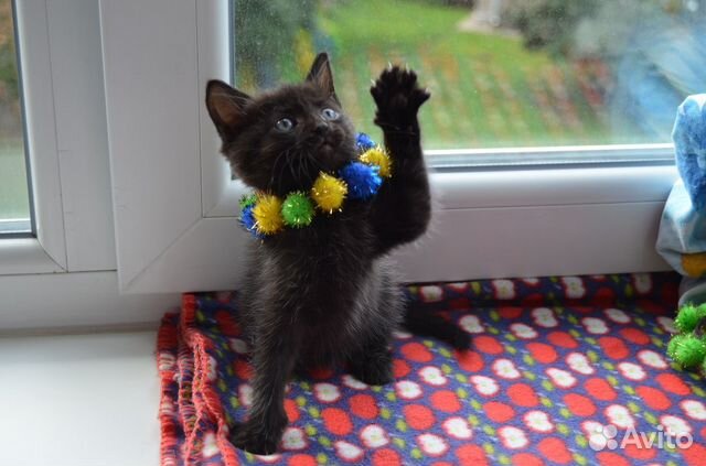 Распрекрасные малыши в добрые руки