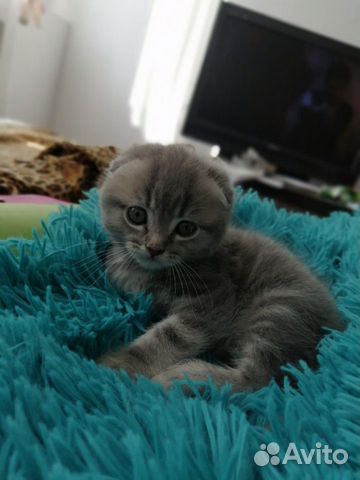 Котенок