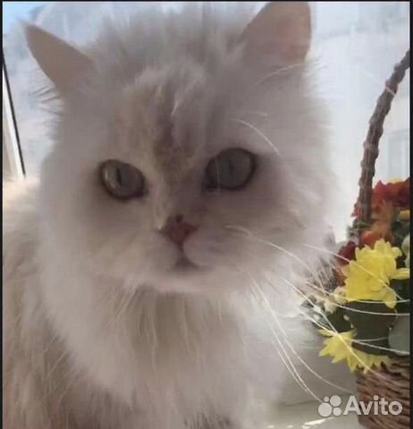 Бесплатно:породистый кот-неженка ищет новых хозяев