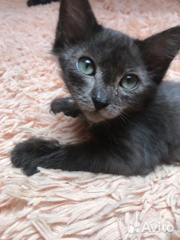 Котёнок необыкновенного окраса