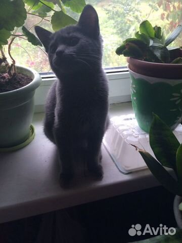 Котик
