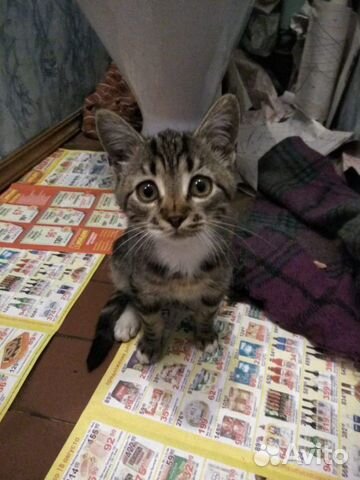 Ласковый малыш-сиротка