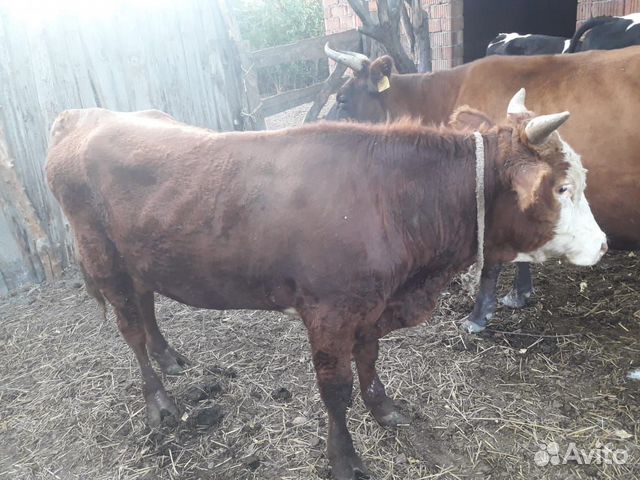 Бык 1.5 года