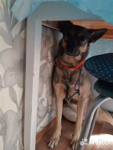 Отдам даром собаку