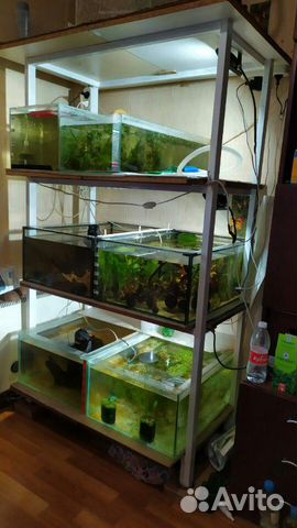 Аквариумы, стеллаж, гуппи
