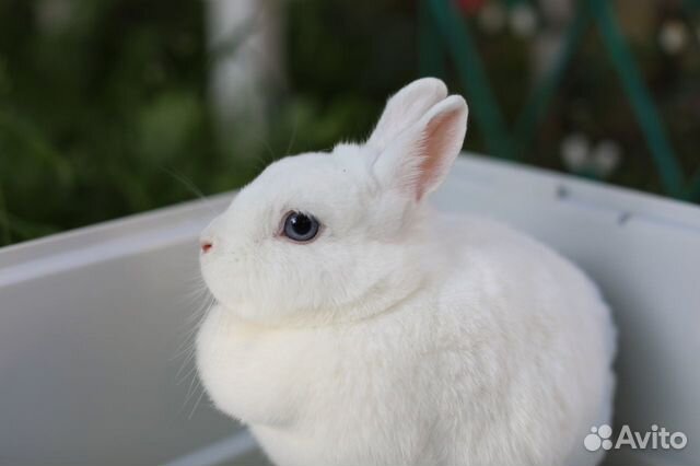 Кролик Гермелин