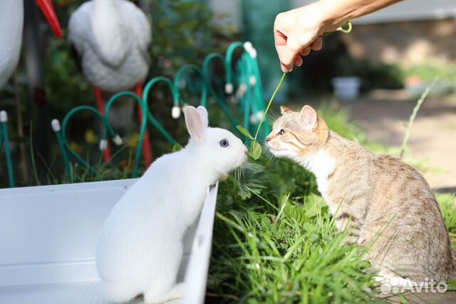 Крольчиха Гермелин