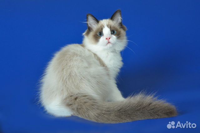 Котята редкой породы рэгдолл