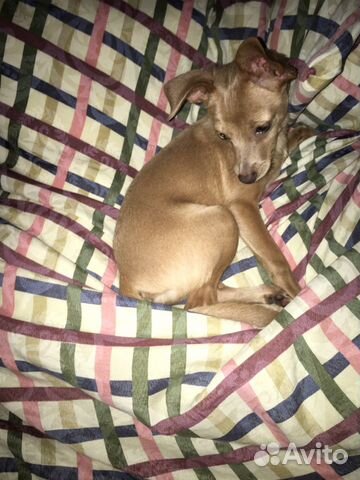 Русский той терьер