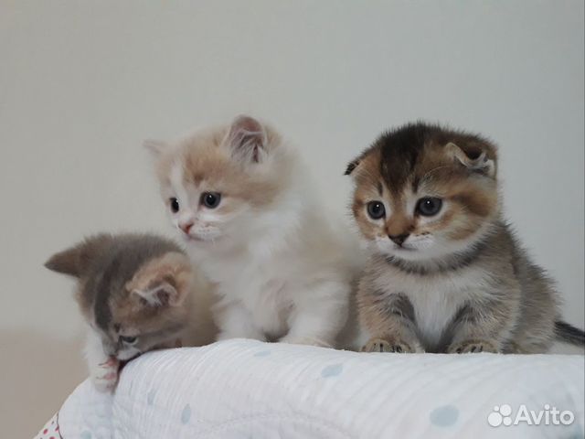 От шотландца