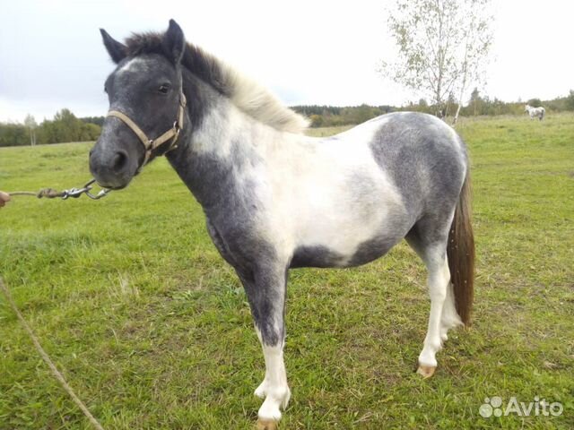 Пони серо-пегий
