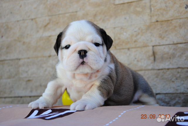 Бульдогодети