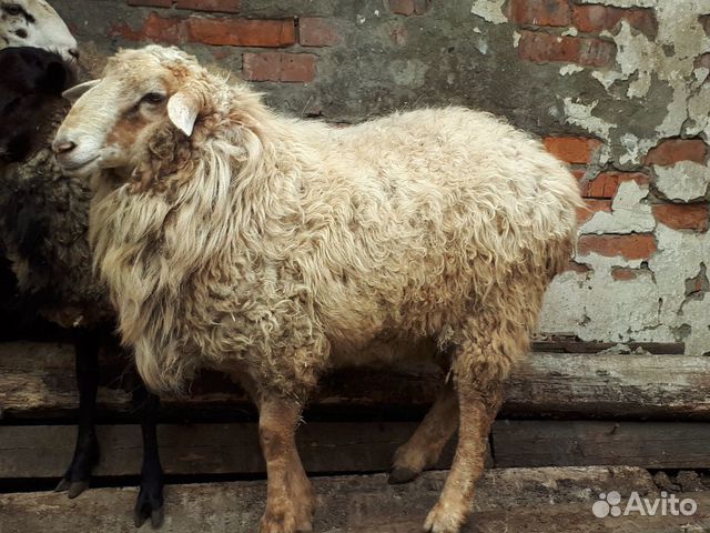 Гисарский баран-производитель