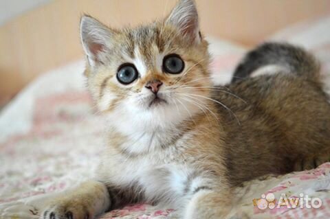 Золотой мальчишка