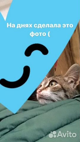 Пропал котёнок - девочка