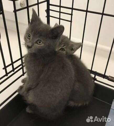 Котята в добрые ручки
