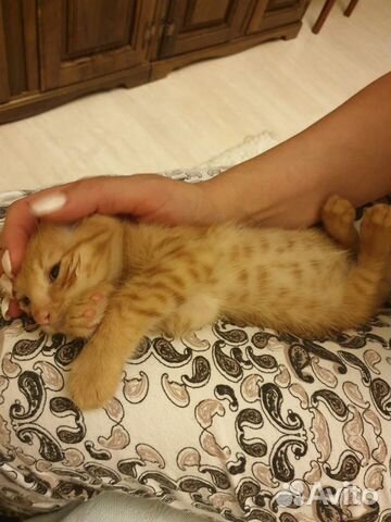 Отдам котегка