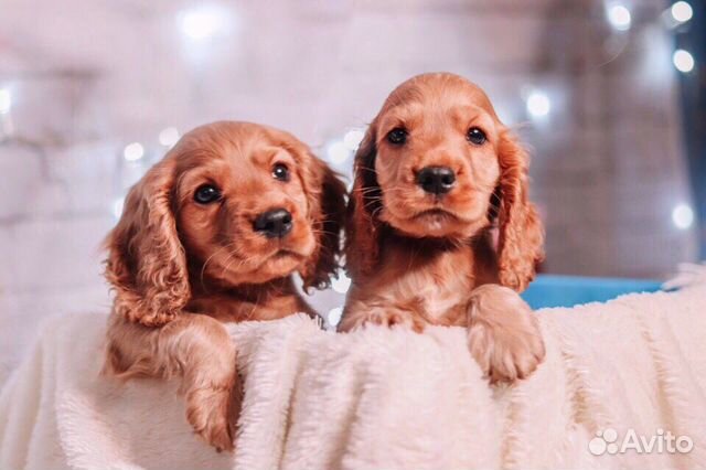 Английский коккер спаниель