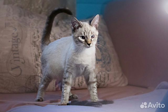 Котики, 5мес., в дар