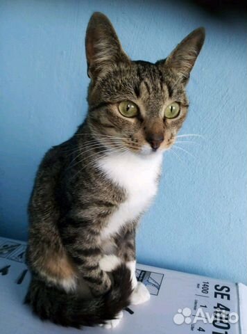 Интеллигент Василий ищет дом