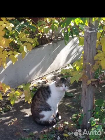 Кот мурзик