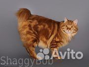 Супер девочка -курбобик