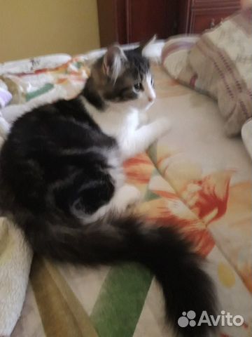 Пушистая малышка очаровашка