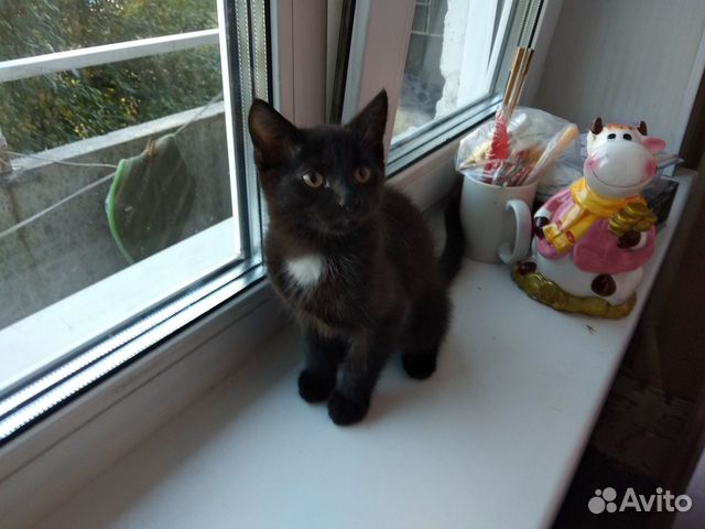 Подарю прекрасного чудного котёнка