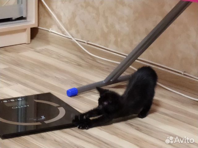 Черная красавица в добрые ручки