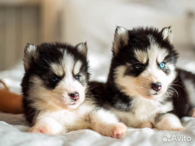 Плюшевые Малыши Хасята