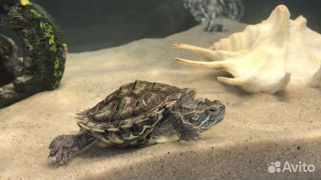 Красноухая черепашка