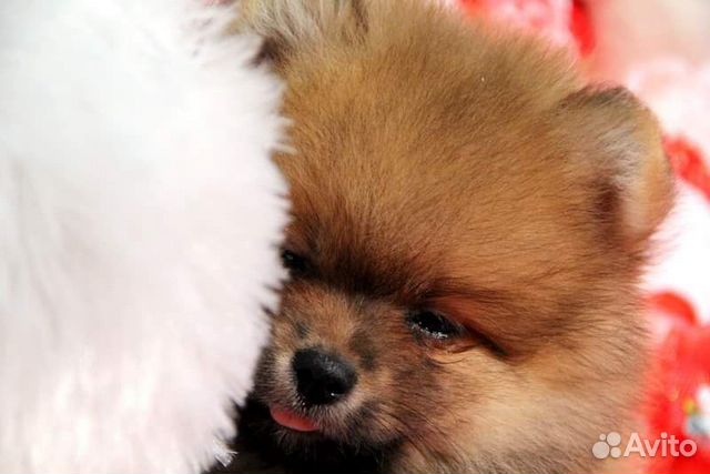 Девочка померанского шпица