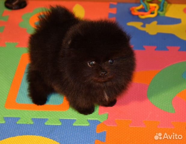 Черный принц