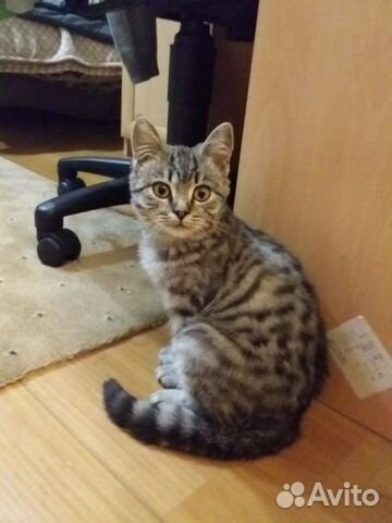 Отдадим в добрые руки котенка