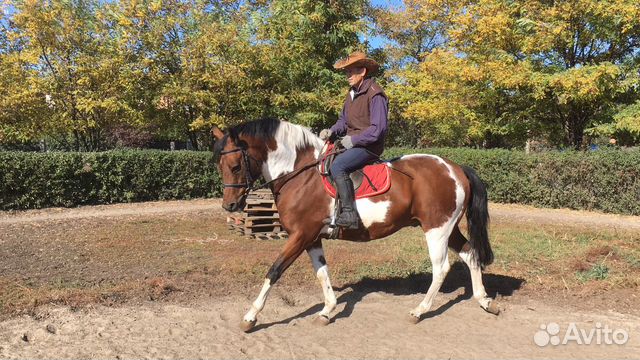 Мерин Пегий