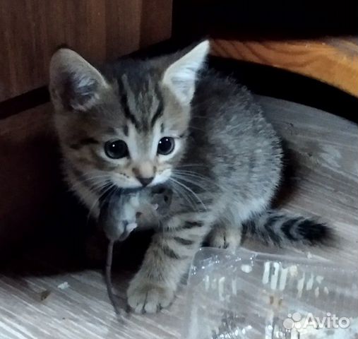 Девочка, полушотландка, 2 мес