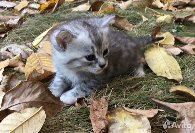 Замечательные котята бесплатно