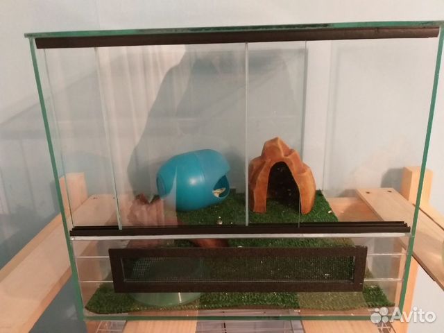 Эублефар с террариумом и содержимым