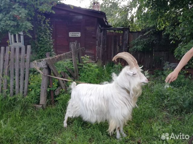 Козёл на вязку