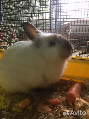 Отдам кролика в хорошие руки